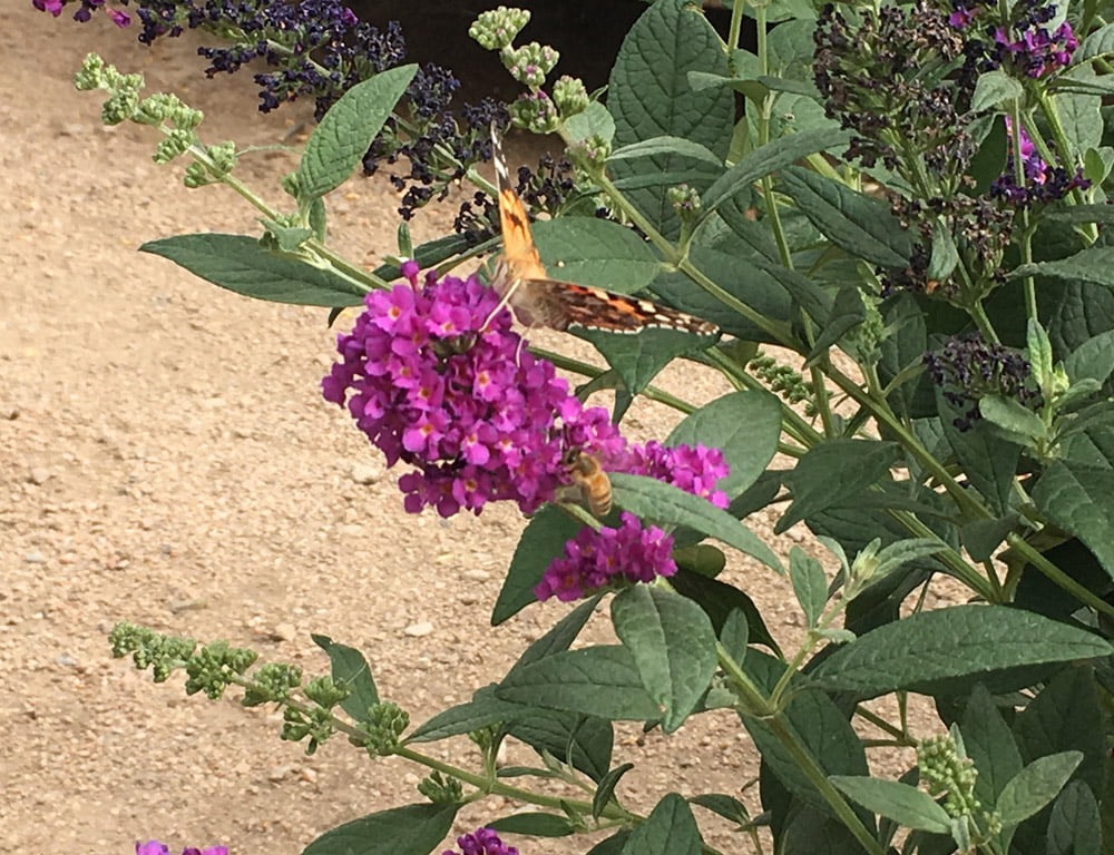 Proven Winners® Flowering Shrubs – Fort Collins Nursery