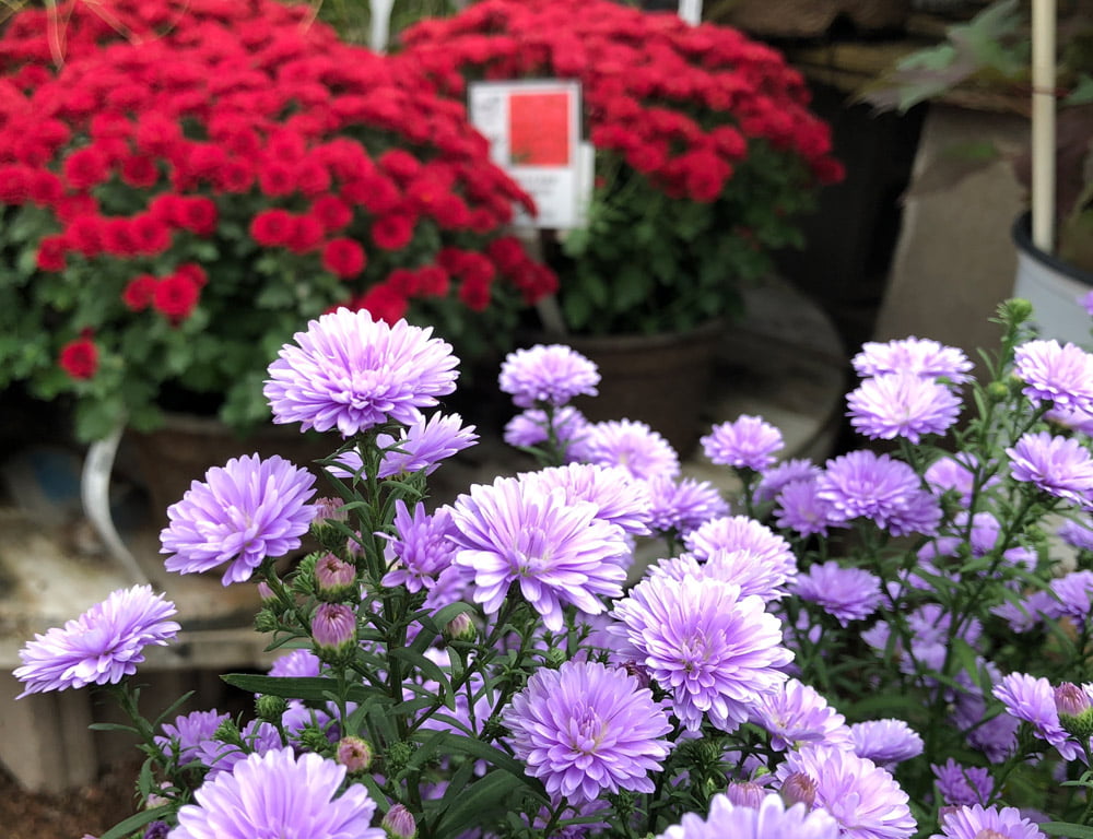 Mums & Asters – Fort Collins Nursery