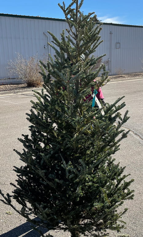 Christmas Trees – Fort Collins Nursery