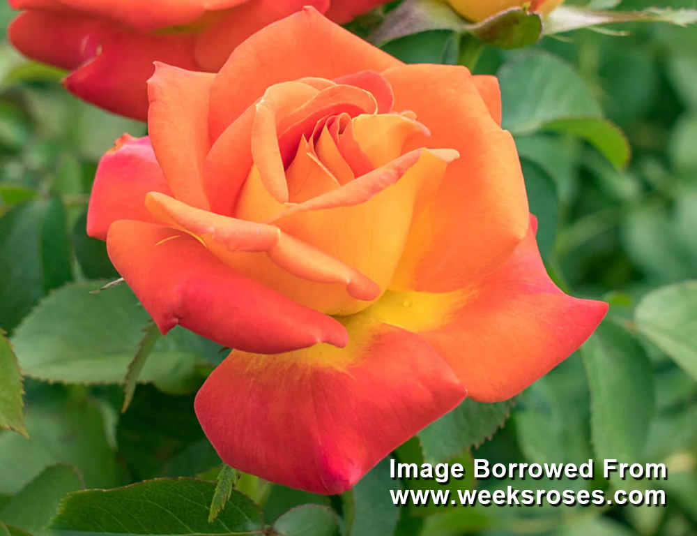 Hybrid Tea Roses – Fort Collins Nursery