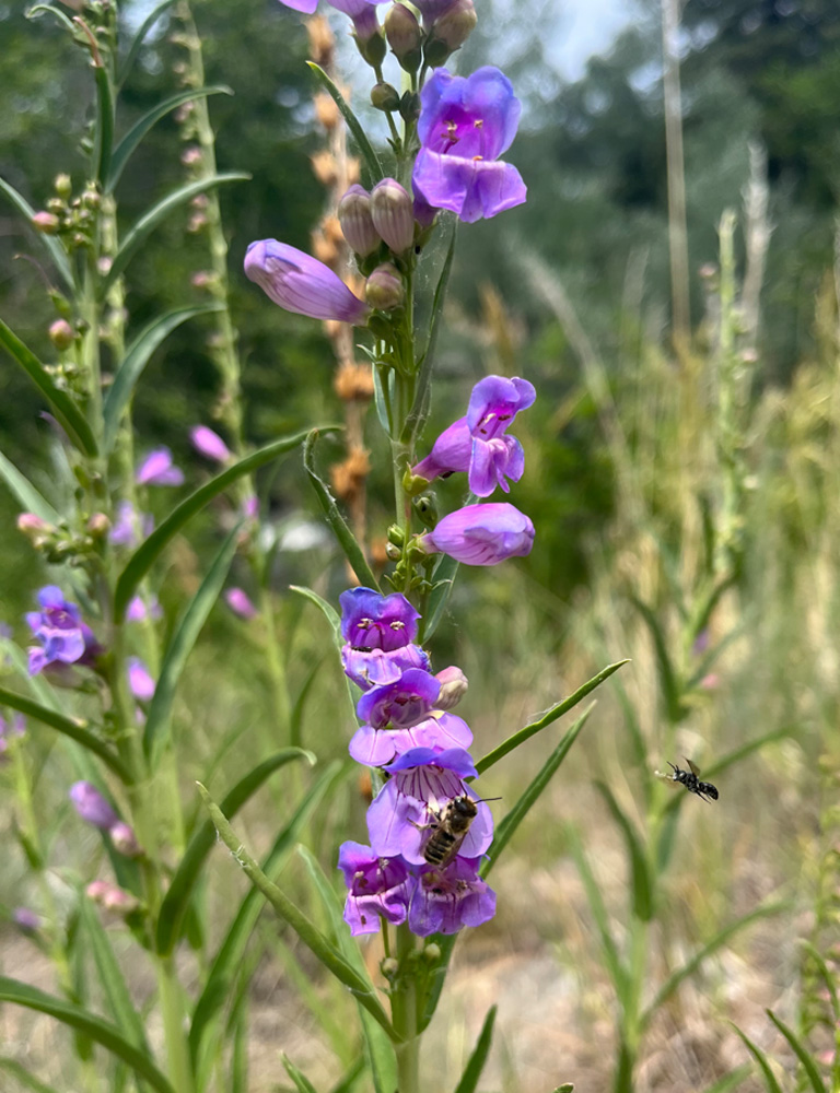 Native Perennials – Fort Collins Nursery