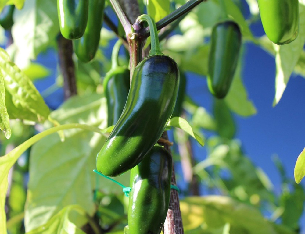 Easy Vegetables to Grow in Northern Colorado – Fort Collins Nursery