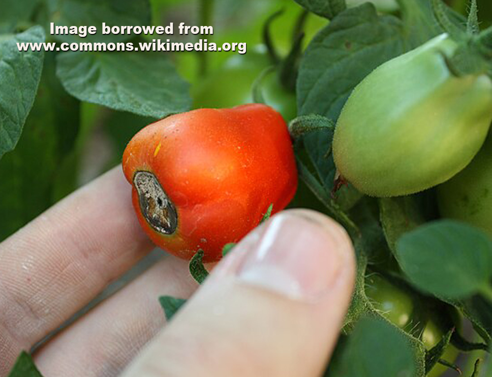 Preventing Blossom-End Rot in Tomatoes – Fort Collins Nursery
