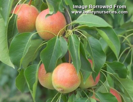 Fruit Trees & Small Fruits – Fort Collins Nursery